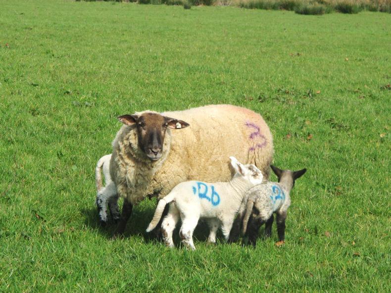 Rearing triplet lambs on the ewe - Premium