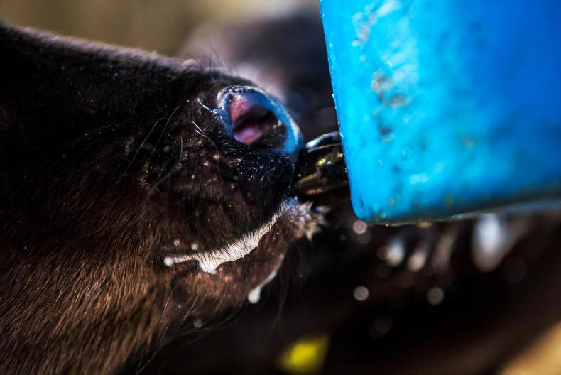 Lakeland cuts price of calf nuts and milk replacer - Free