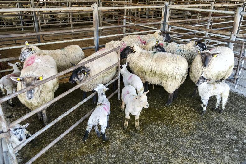 Camera at the Mart: insatiable appetite for sheep in Tullow - Premium