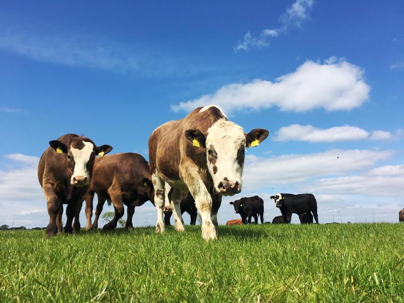 Agbiz Report: building the facts behind sustainable meat production ...