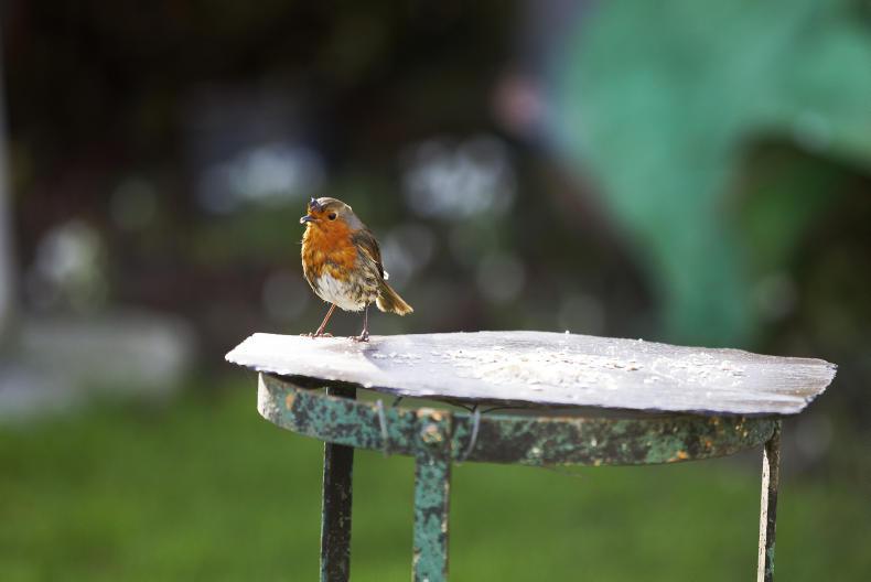 Lisa Geraghty: sing when someone’s listening - Premium