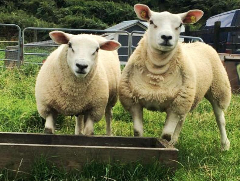 Cork native lands third Texel editorial competition - Premium