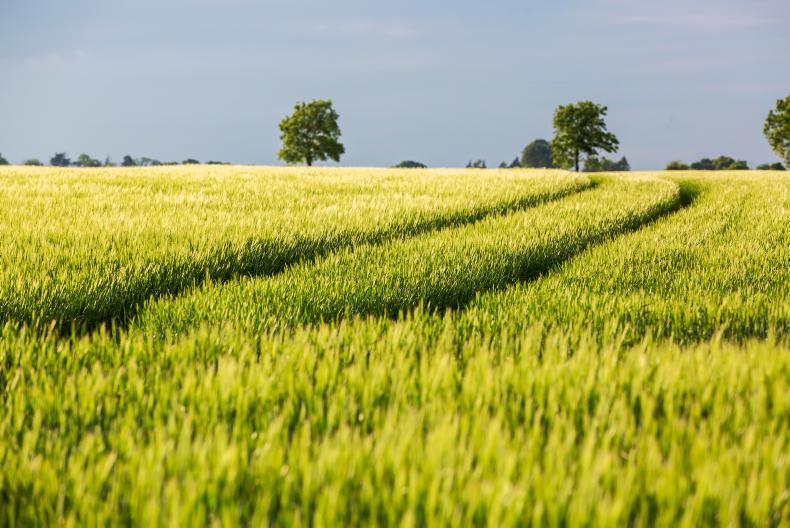 From the Tramlines: crops in no hurry to ripen - Premium