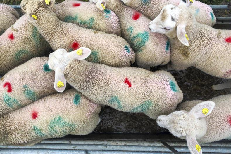 Lamb prices continuing to rise – IFA - Free