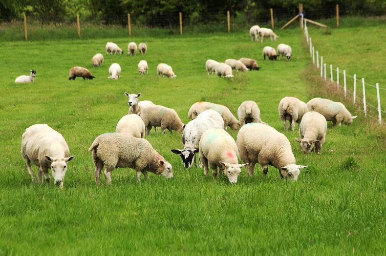 NI Sheep Programme: silage finished early and March lambs weaned - Premium