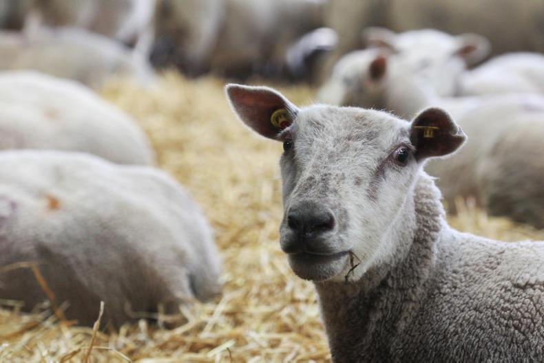 Eid al-Adha festival driving up lamb prices - Premium