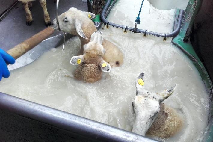 Industry reacting to demand for mobile plunge dipping - Premium