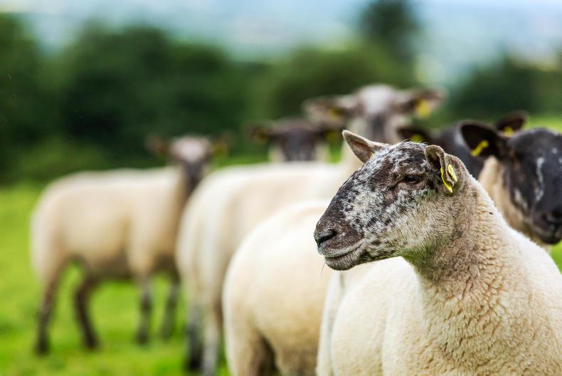 Only eyes for ewe - Premium