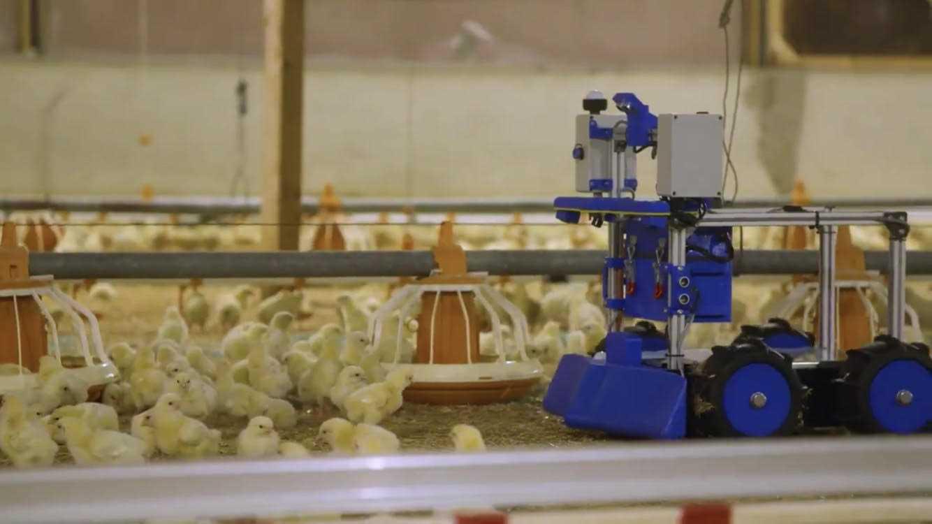 Watch: machine learning and AI that could transform global poultry ...