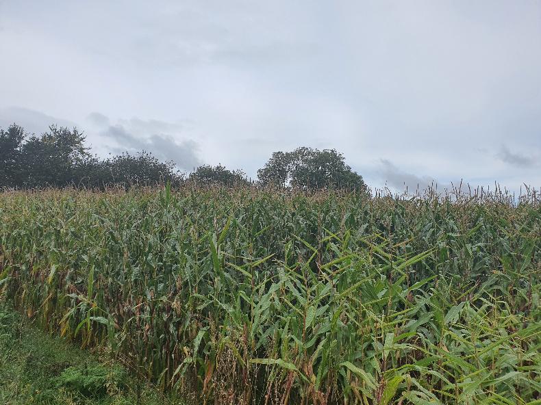 Maize harvest up and running - Premium