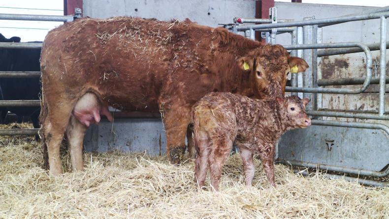 Autumn calving: keeping calves healthy - Premium