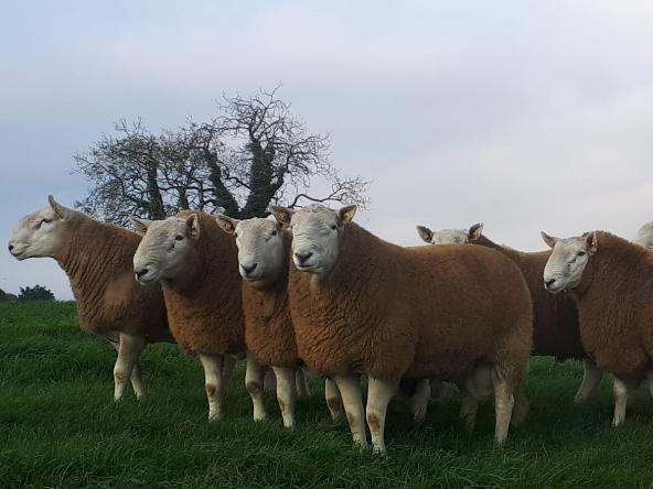 Donegal Cheviot breeders take pioneering breeding step - Premium