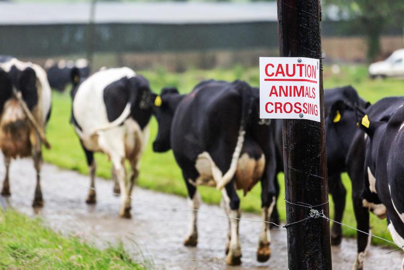 Minister confirms increase of dairy cow excretion figure - Free