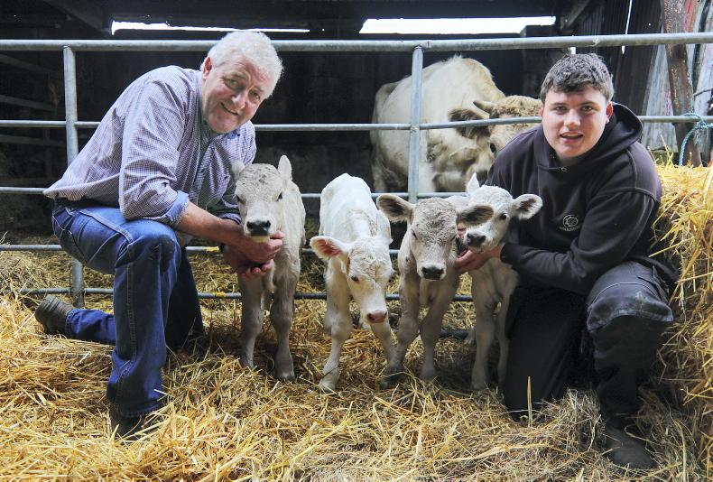 Famous quad calves on the market in Kerry - Premium