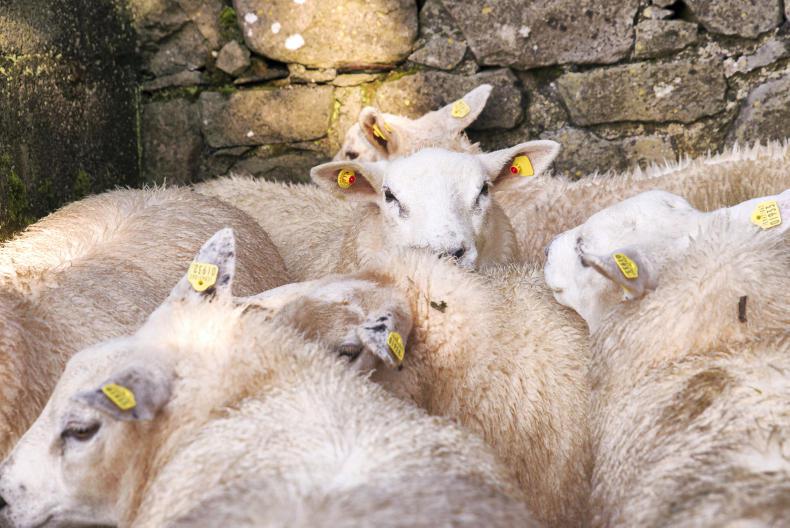 Irish Farmers Journal – For the Latest Farming News in Ireland