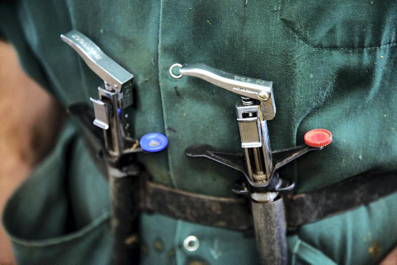 Regular TB testing of inconclusive cattle on the table - Premium