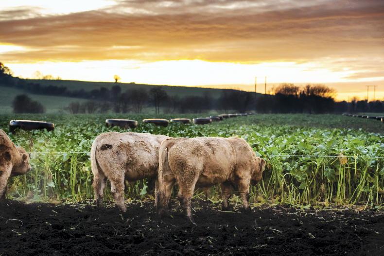 Managing the transition to fodder crops - Premium