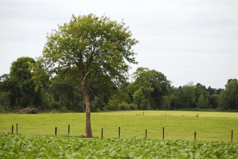 INHFA proposes planting 10m native Irish trees - Premium
