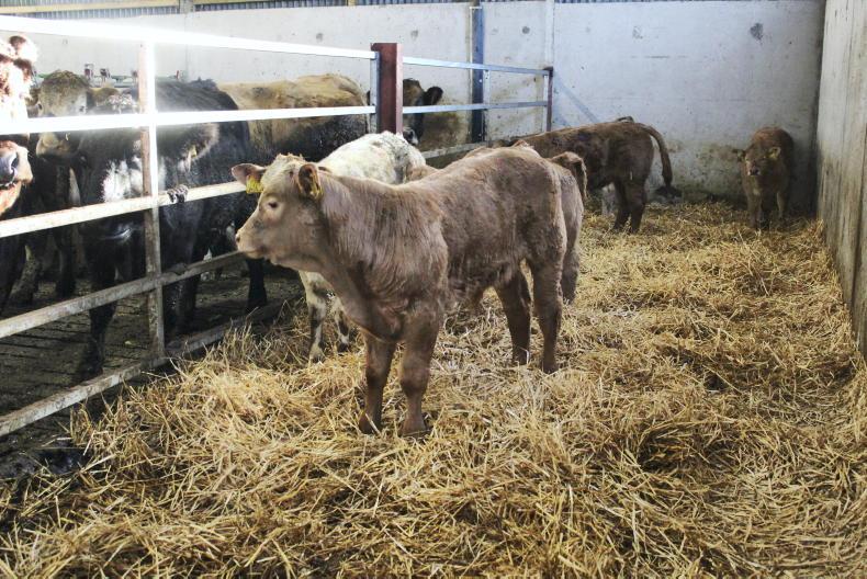 Beef management: five jobs for autumn-born calves - Premium