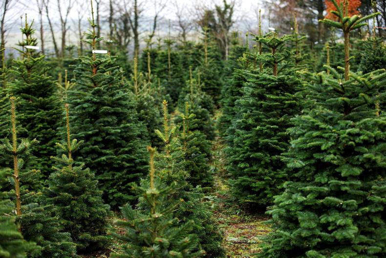 Guinness-fertilised Christmas trees - Free