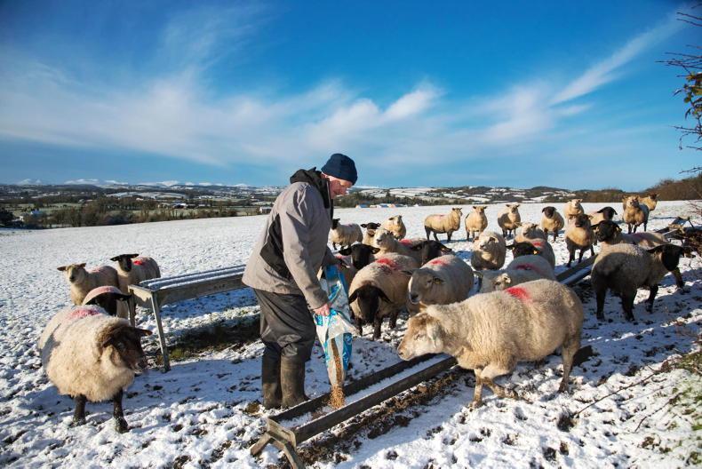 This week in photos: calving prep and scanning sheep ahead of spring - Free