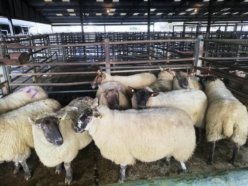 Camera at the Mart: quality in-lamb ewes average €217 in Tullow Mart - Free