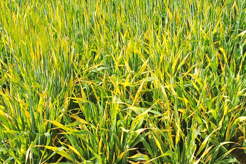 Aphid migration and virus transmission - Free