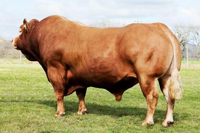 Picking the next generation of Irish cow-makers - Free