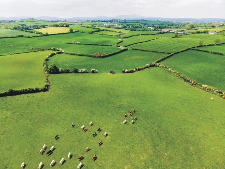 Irish agriculture at a crossroads - Free