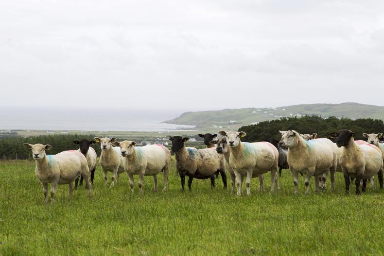 Breeding ewe flock increases by 72,000 to reach 2.64m head - Free
