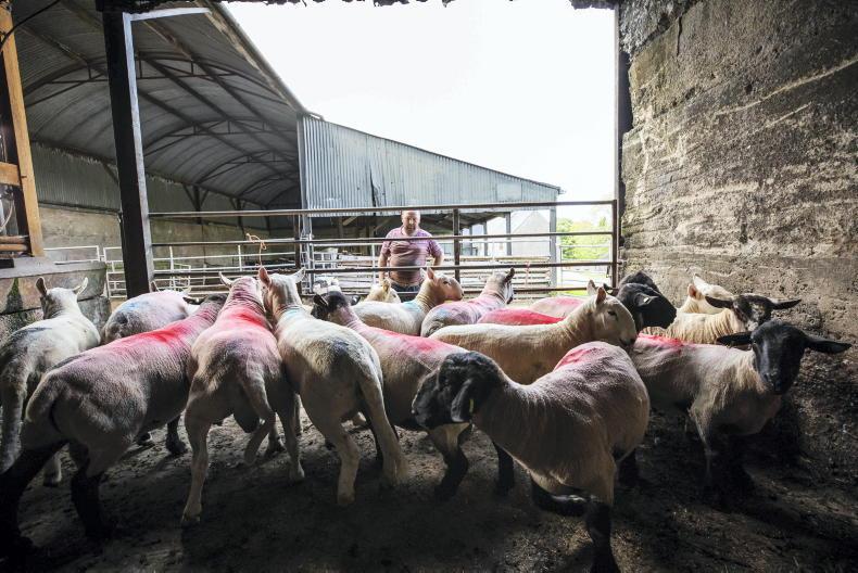 This week in photos: sheep shearing and silage season - Free