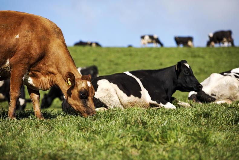 Award-winning Donegal farm to host behind-the-scenes farm walk - Free