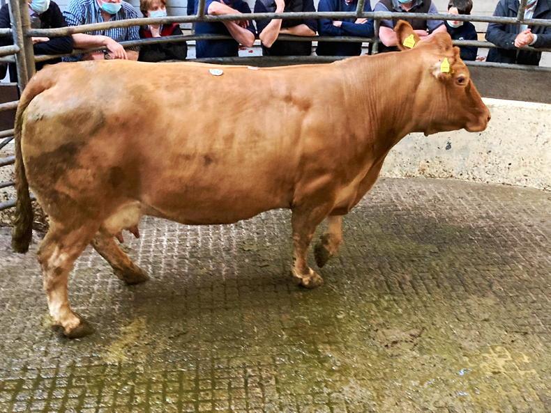 In pictures: factory-fit cows firmer in Carrigallen - Free