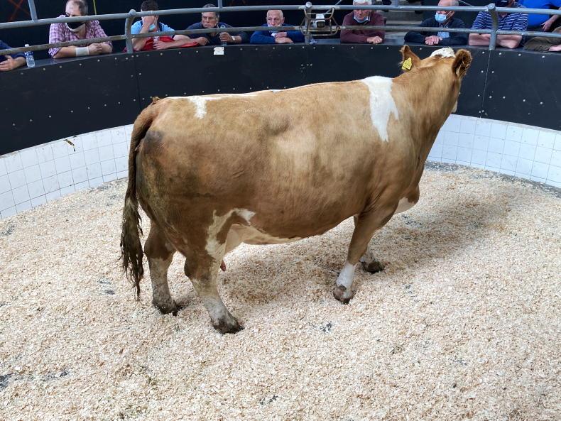 In pictures: factory-fit cows dominate trade in Elphin Mart - Free