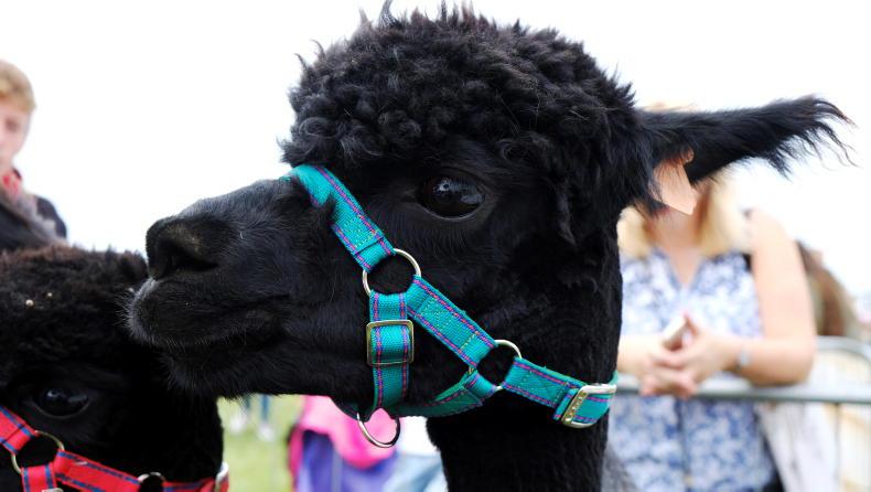 TB positive alpaca hits the headlines - Free