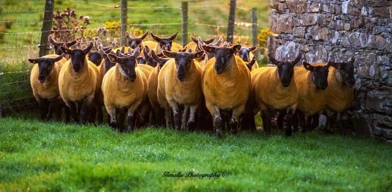 Catalogue and lineup for Donegal Cheviot sale announced - Free
