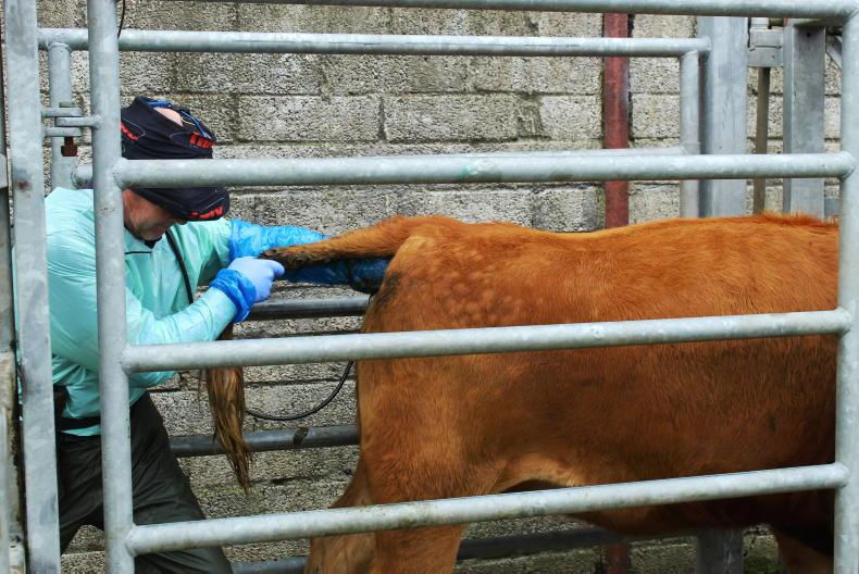 Beef management: time for pregnancy scanning spring-calving cows - Free