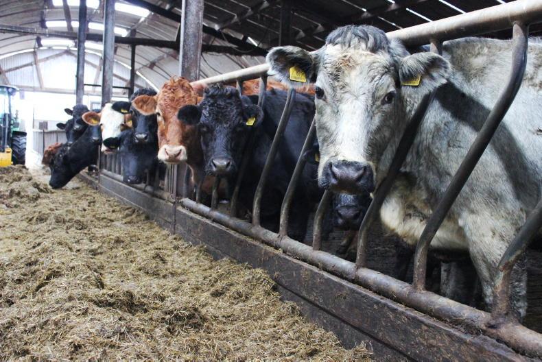 Five tips for managing body condition in spring-calving suckler herds ...