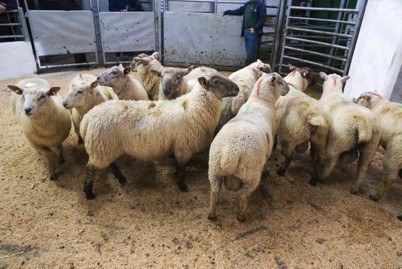 Camera at the Mart: super average of €3.17/kg for lambs in Tullow Mart ...