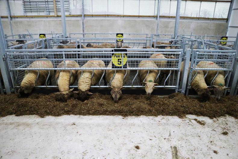 Sheep Management: silage quality, ewe condition and Sheep Welfare ...