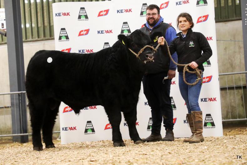 Certified Irish Angus group makes move to invest in genetics - 14 ... Certified Irish Angus group makes move to invest in genetics - 14 ...