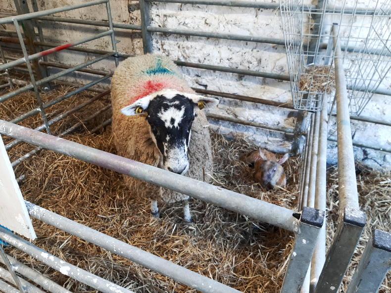 Sheep Management: biosecurity measures, Spectam Scour Halt and sheep ...