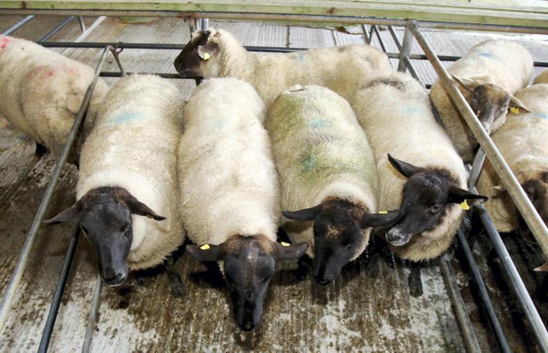 Sheep Prices: more bite for cull ewes - Free