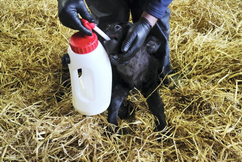Top tips for storing colostrum - Premium