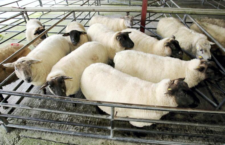 Cull ewes top €200 and £200 per head - Free