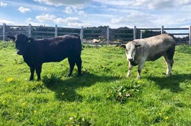 Irish Farmers Journal – For the Latest Farming News in Ireland