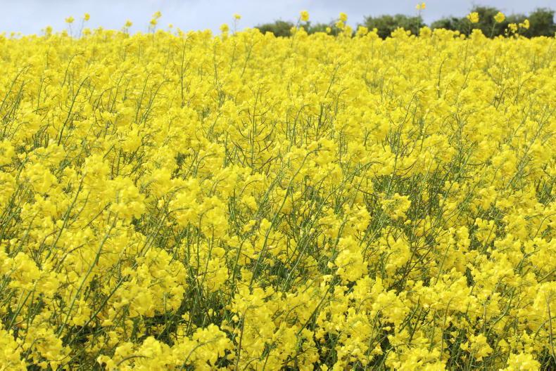 Time to start thinking about winter oilseed rape varieties - Free