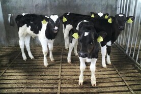 Irish Farmers Journal – For the Latest Farming News in Ireland