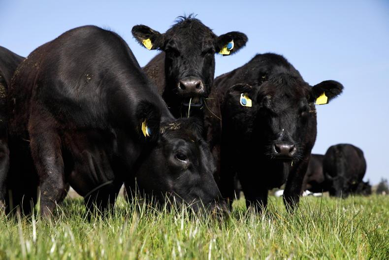 Agri jobs: part-time Angus livestock inspector needed - Free Agri jobs: part-time Angus livestock inspector needed - Free
