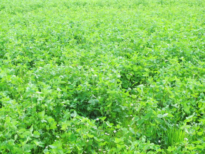Farmer Writes: the pros and cons of red clover silage - Free